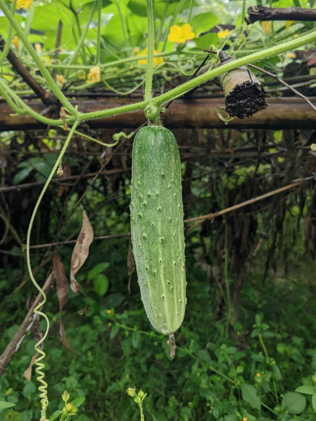 Why Your Cucumbers Are Bitter and How to Fix It - Natureslandingtn