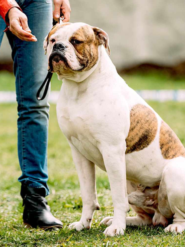 The American Bulldog: From Farm Work to Loyal Companion - Natureslandingtn