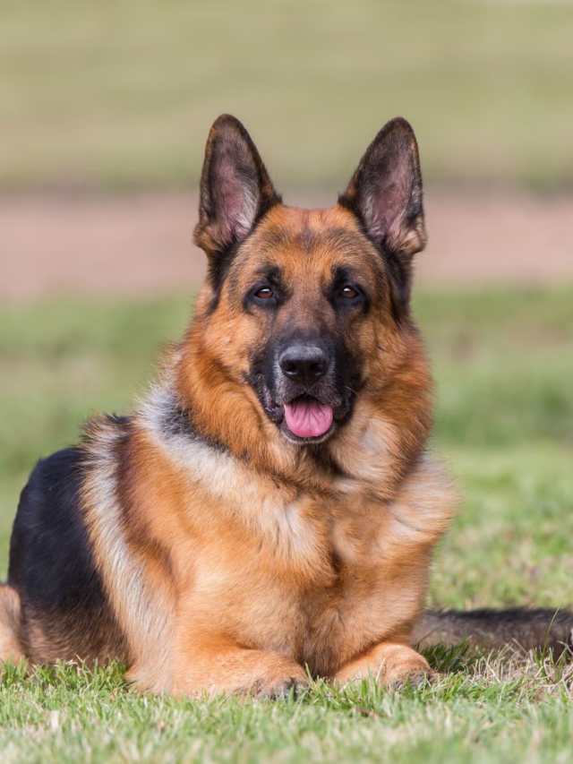 From Ranches to Rescue: How USA Dog Breeds Serve and Protect ...